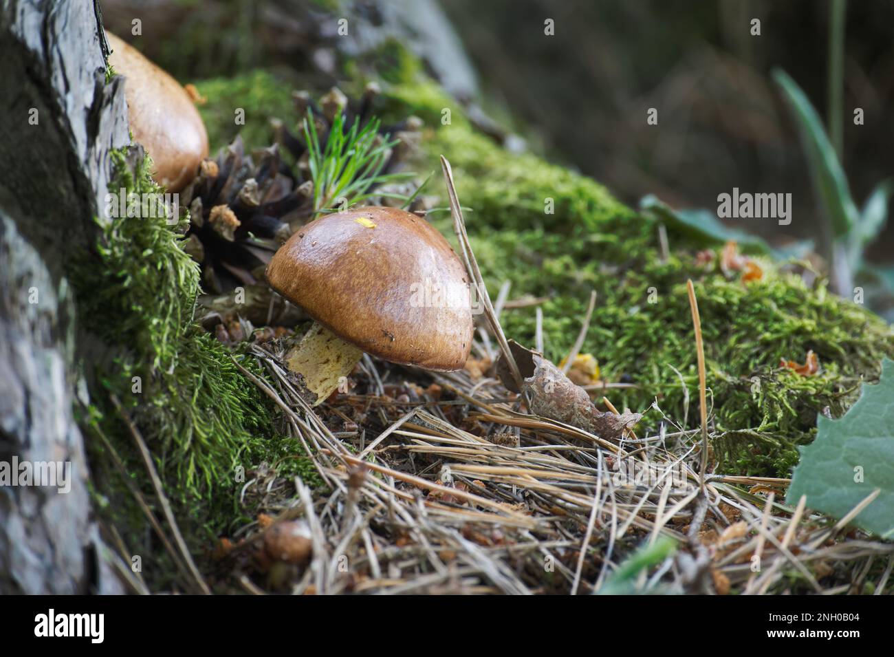 Suillus variegatus is a species of edible mushroom commonly called the ...