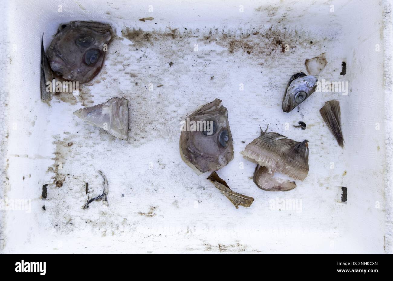 Detail of fish from a fishmonger in poor condition, garbage and dirt ...