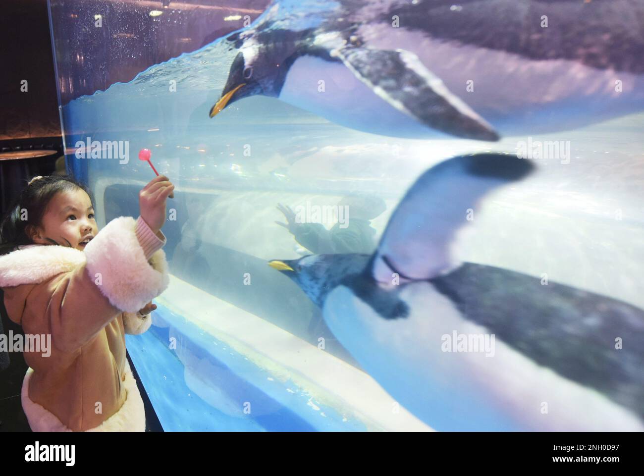 HANGZHOU, CHINA - FEBRUARY 20, 2023 - Children watch Gentoo penguins at ...