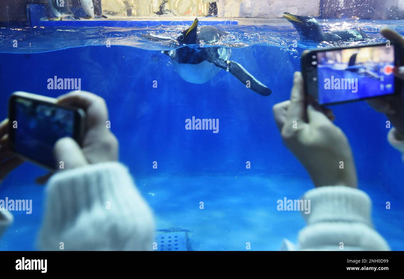 HANGZHOU, CHINA - FEBRUARY 20, 2023 - Customers take photos of Gentoo ...