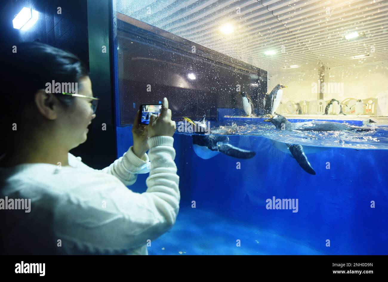 HANGZHOU, CHINA - FEBRUARY 20, 2023 - Customers take photos of Gentoo ...