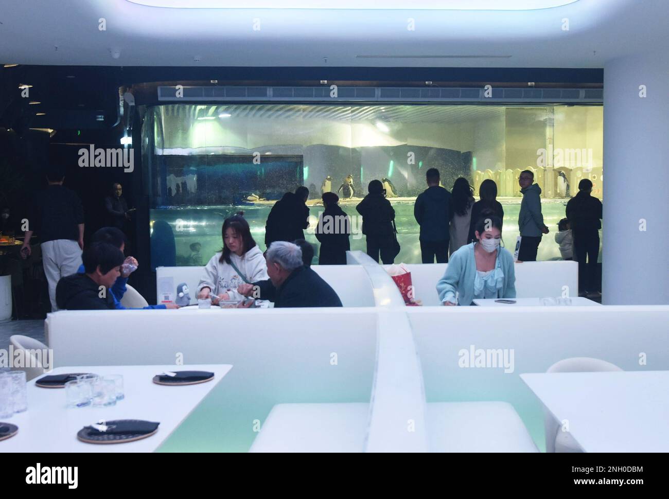 HANGZHOU, CHINA - FEBRUARY 20, 2023 - Customers watch Gentoo penguins ...