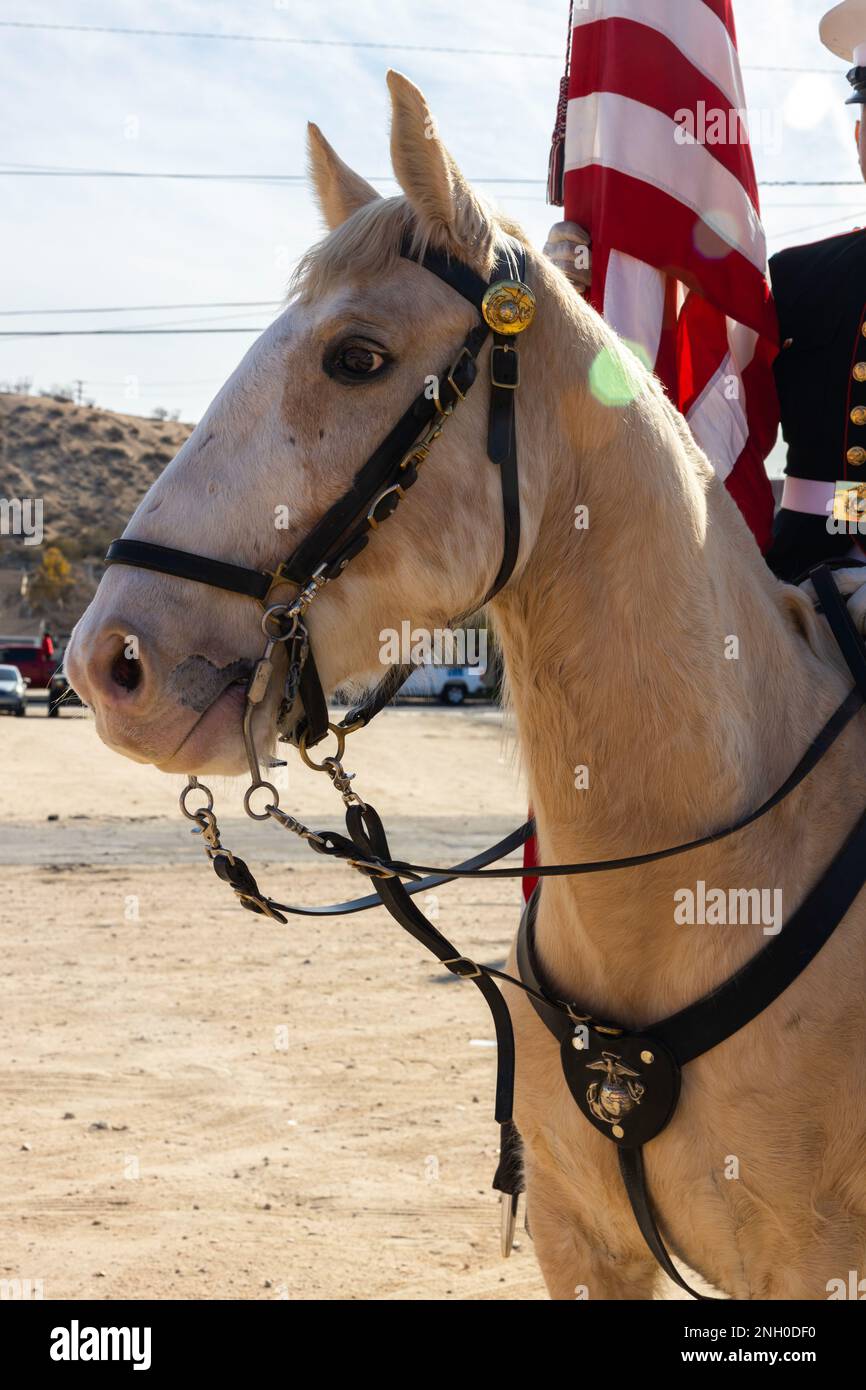 Rubio, a horse with the Marine Corps Mounted Color Guard, Marine Corps ...