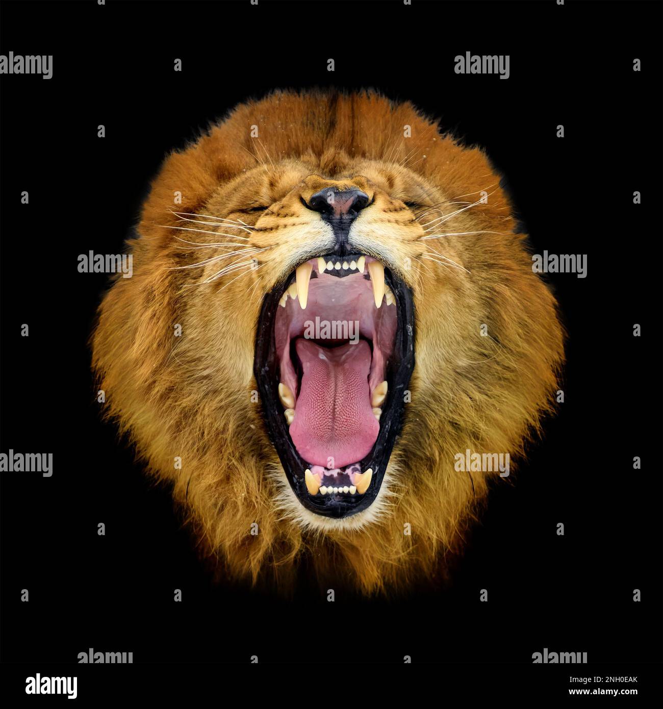 Angry lion hi-res stock photography and images - Alamy