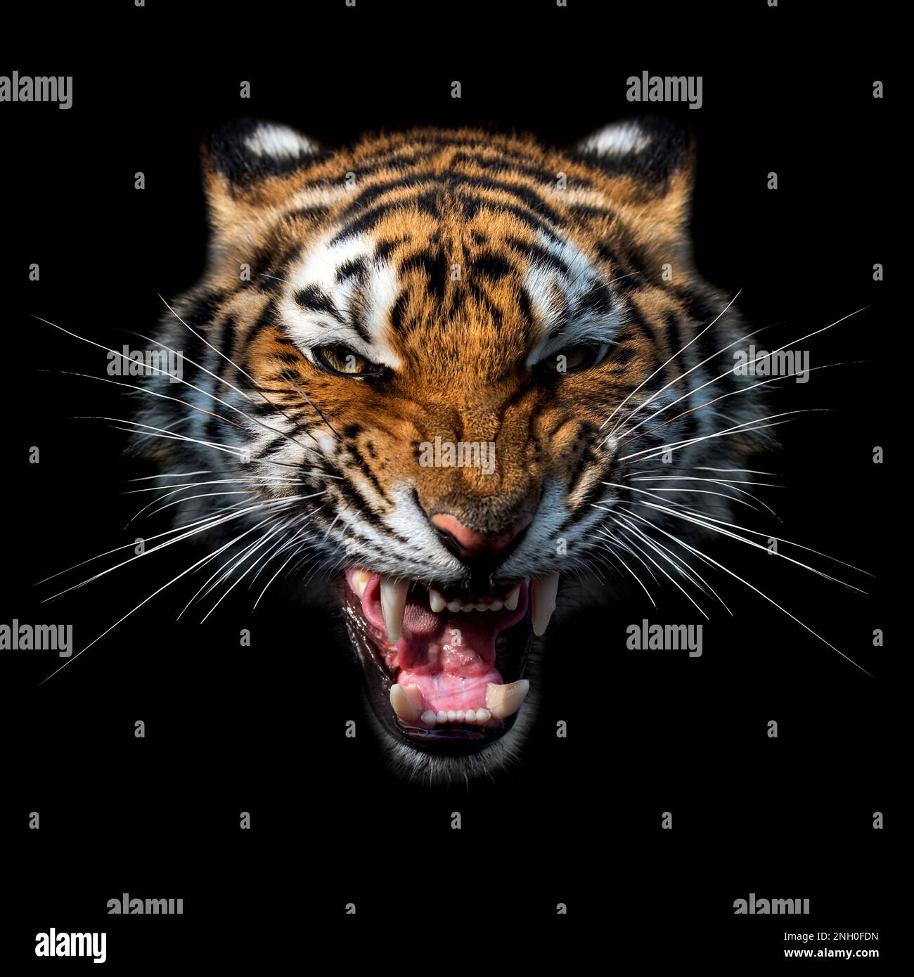 Angry furry hi-res stock photography and images - Alamy