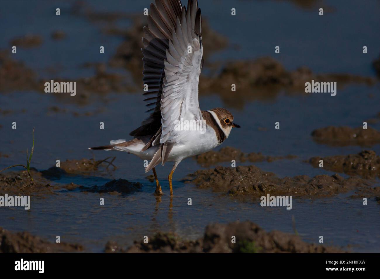 bird watching on the water, Collared Pratincole, Glareola pratincola ...