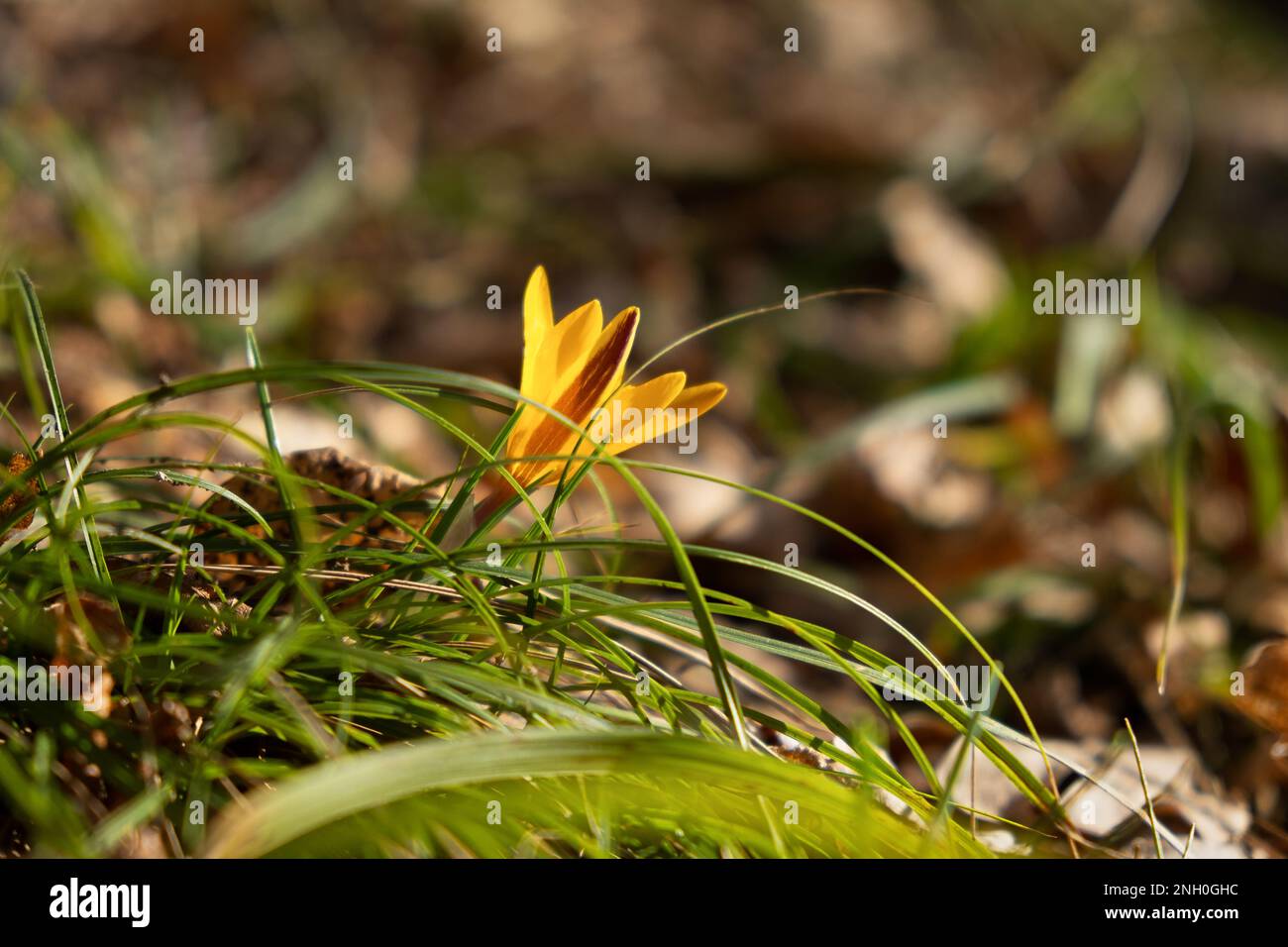Yellow crocus close-up. The first spring flowers bloomed in the forest ...