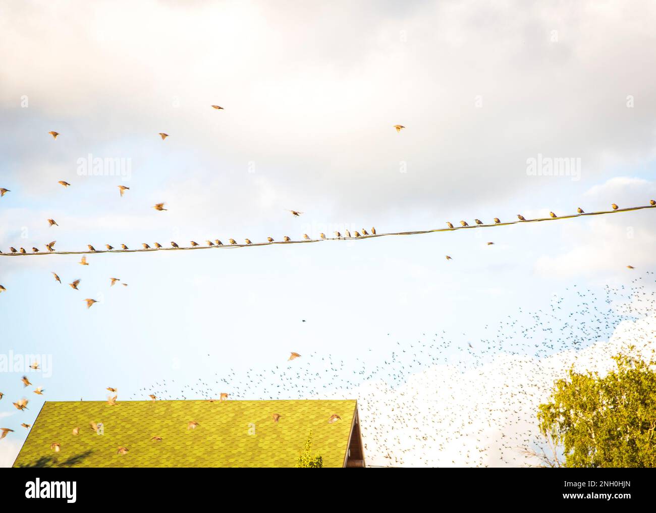 many Birds sits On A electric Line Stock Photo - Alamy
