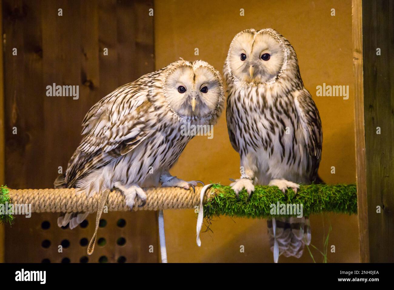 Owl of myanmar hi-res stock photography and images - Alamy