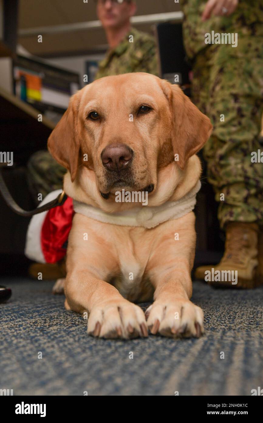 NAVAL STATION NORFOLK (December 5, 2022) – Patty, a stress therapy dog ...