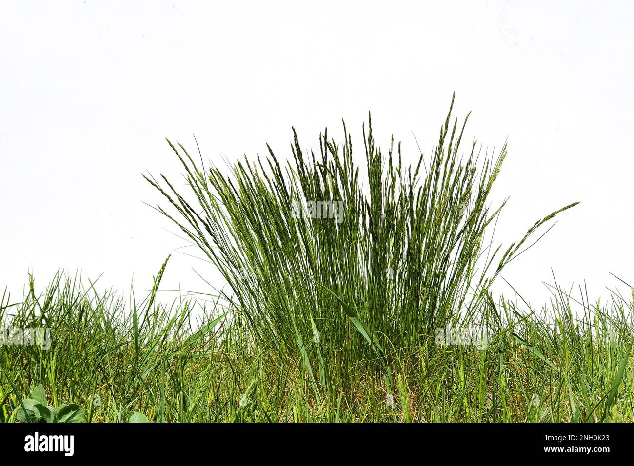 Green grass and grass bush on white background. Front view Stock Photo ...