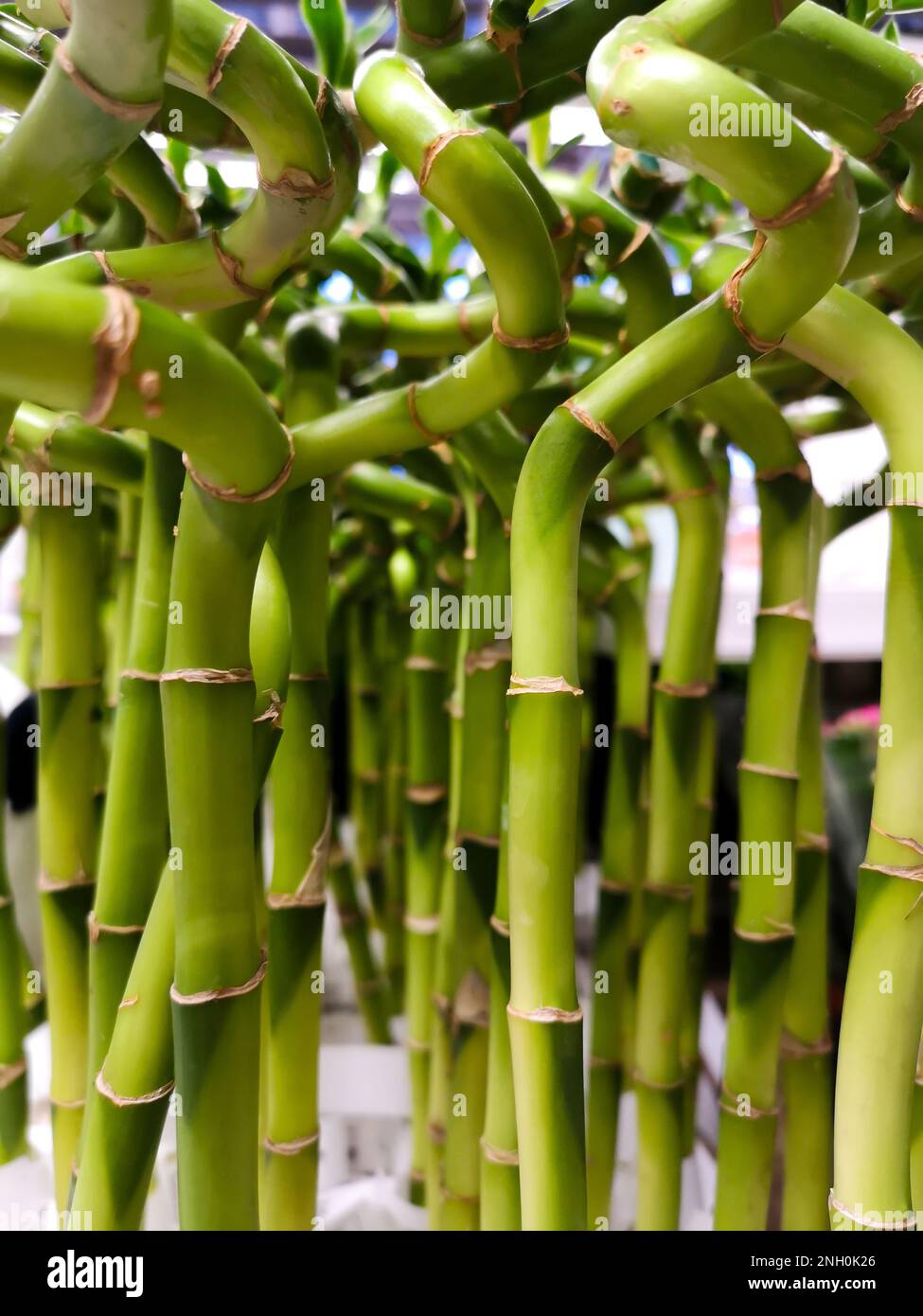 Green lucky bamboo a lot. Indoor plant with green spiral stem. Dracaena ...