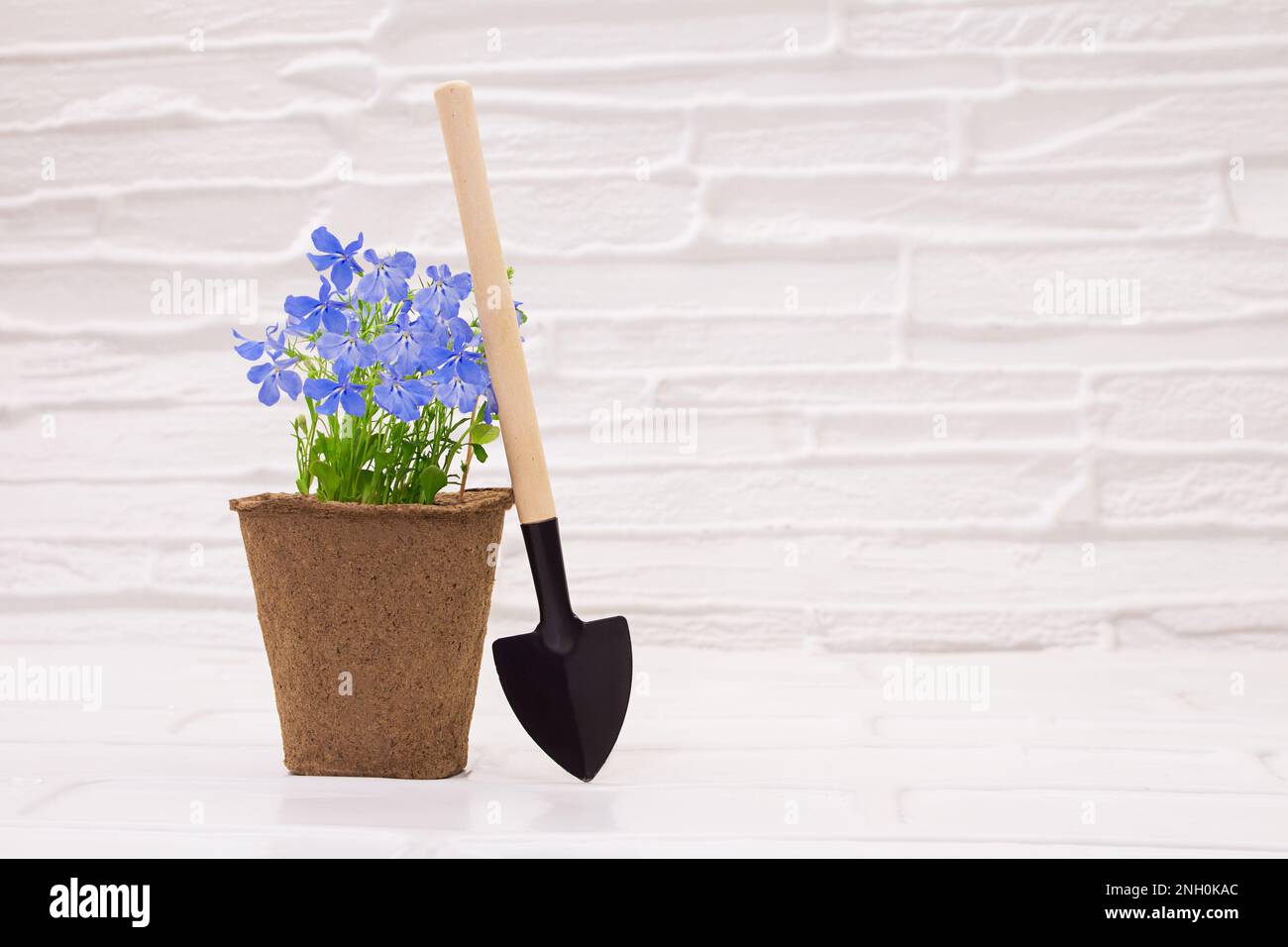 Eco-friendly organic peat pot with lobelia flower with spade on white ...