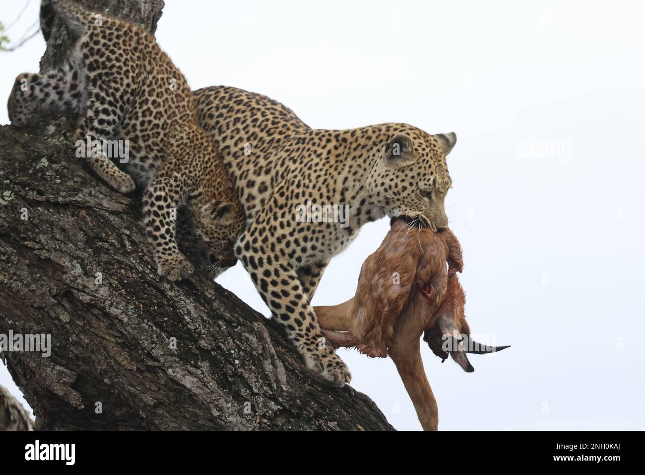 Leopard was originally given to the cat now called cheetah hi-res stock ...