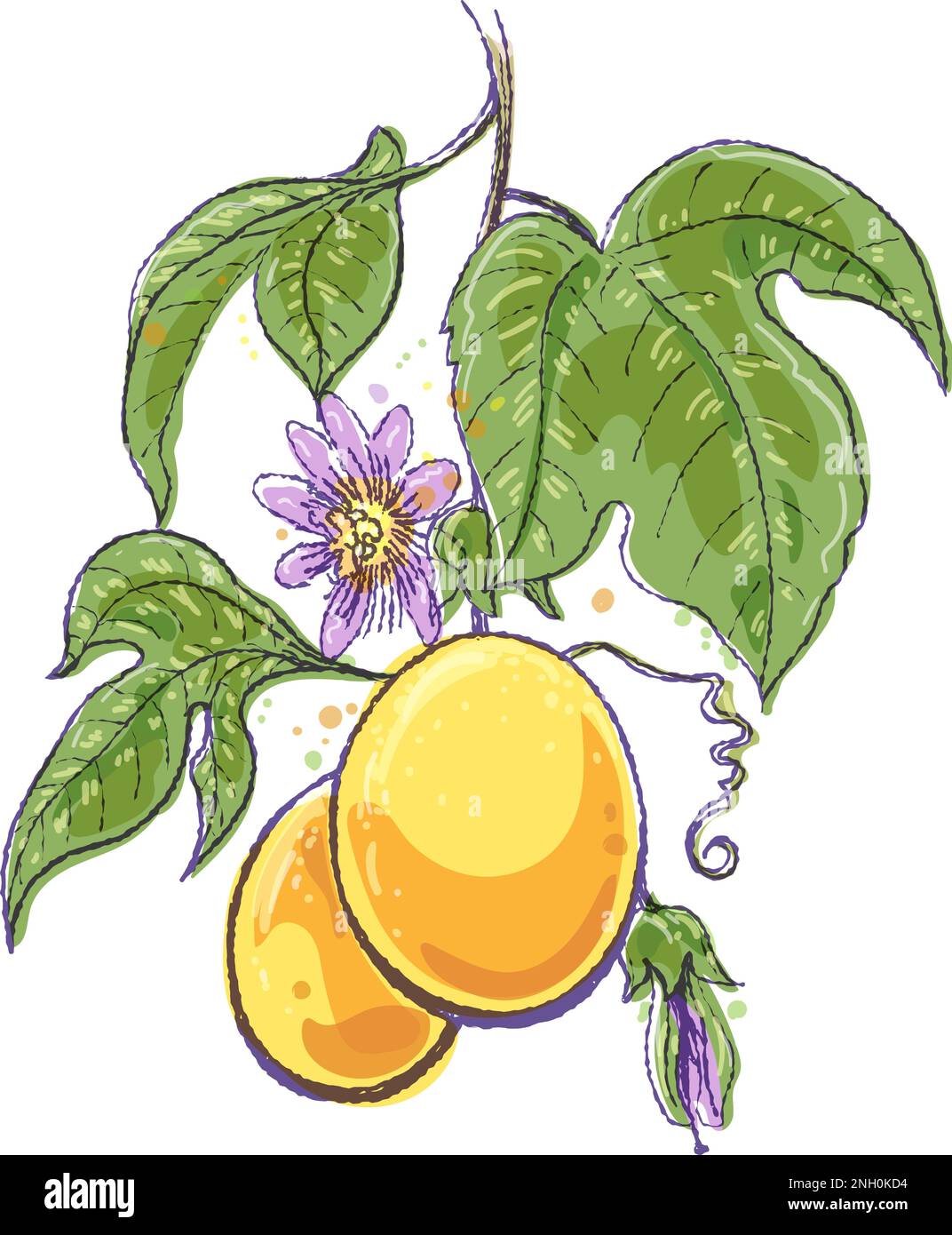 Yellow passionfruit watercolor sketch Stock Vector Image & Art - Alamy