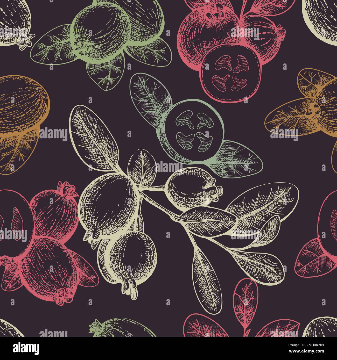 Feijoa plant Stock Vector Images - Alamy