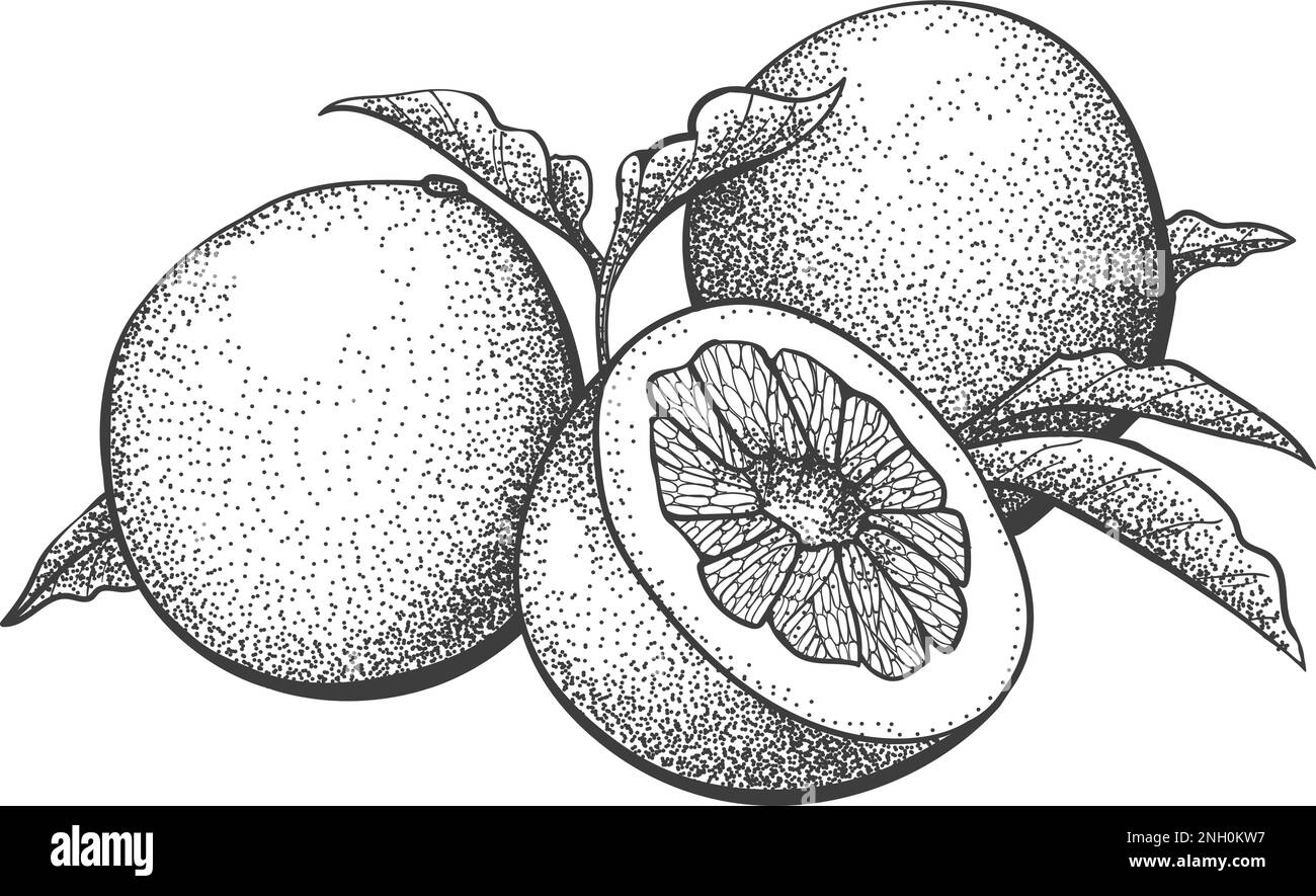 Shaddock engraving isolated on white Stock Vector Image & Art - Alamy
