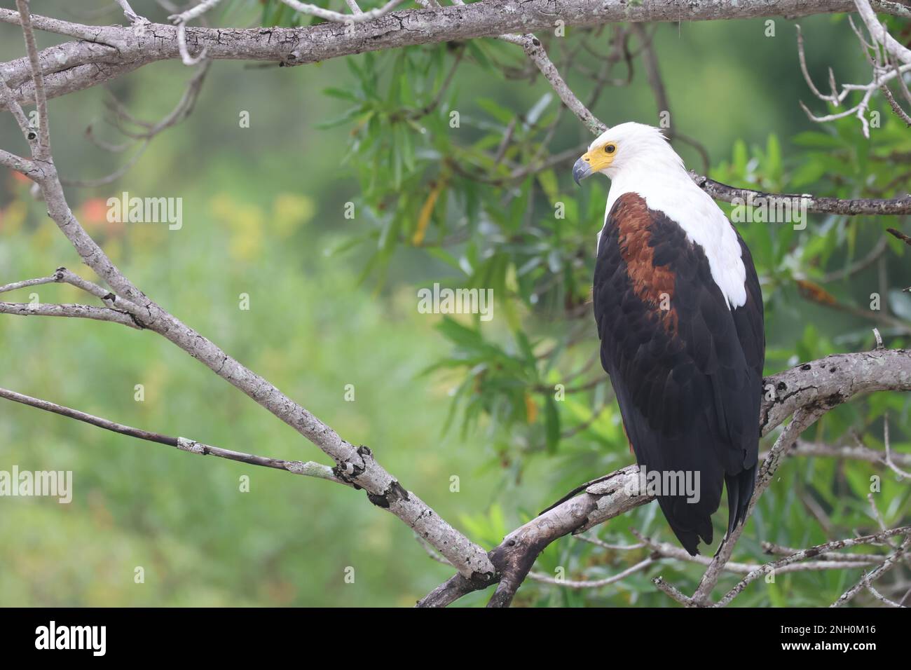AFRICAN FISH EAGLE Stock Photo - Alamy