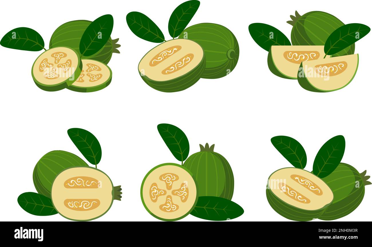 Green feijoa cartoon set Stock Vector Image & Art - Alamy
