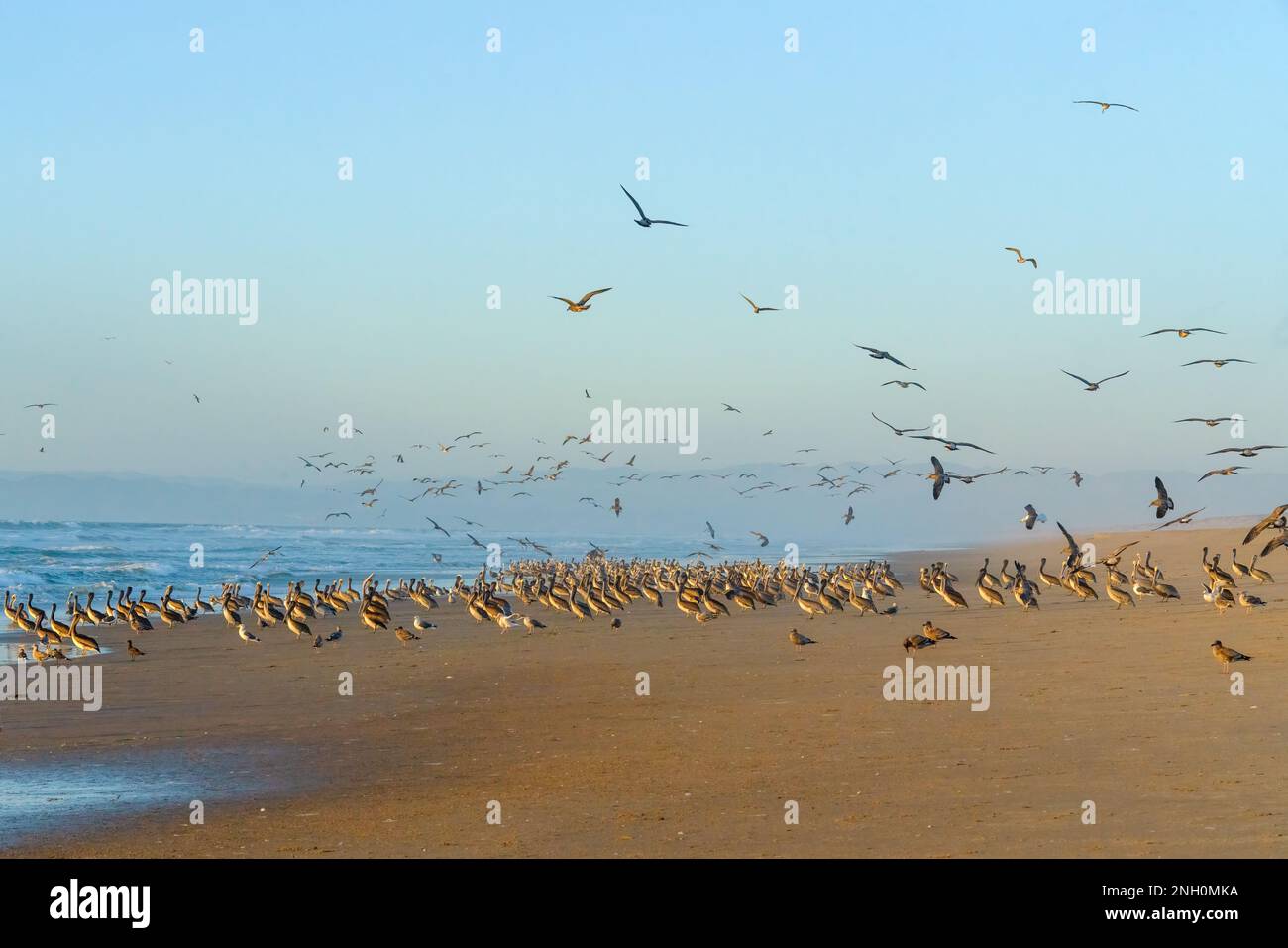 Great colony of sea birds, pelicans and seagulls, on the beach ...