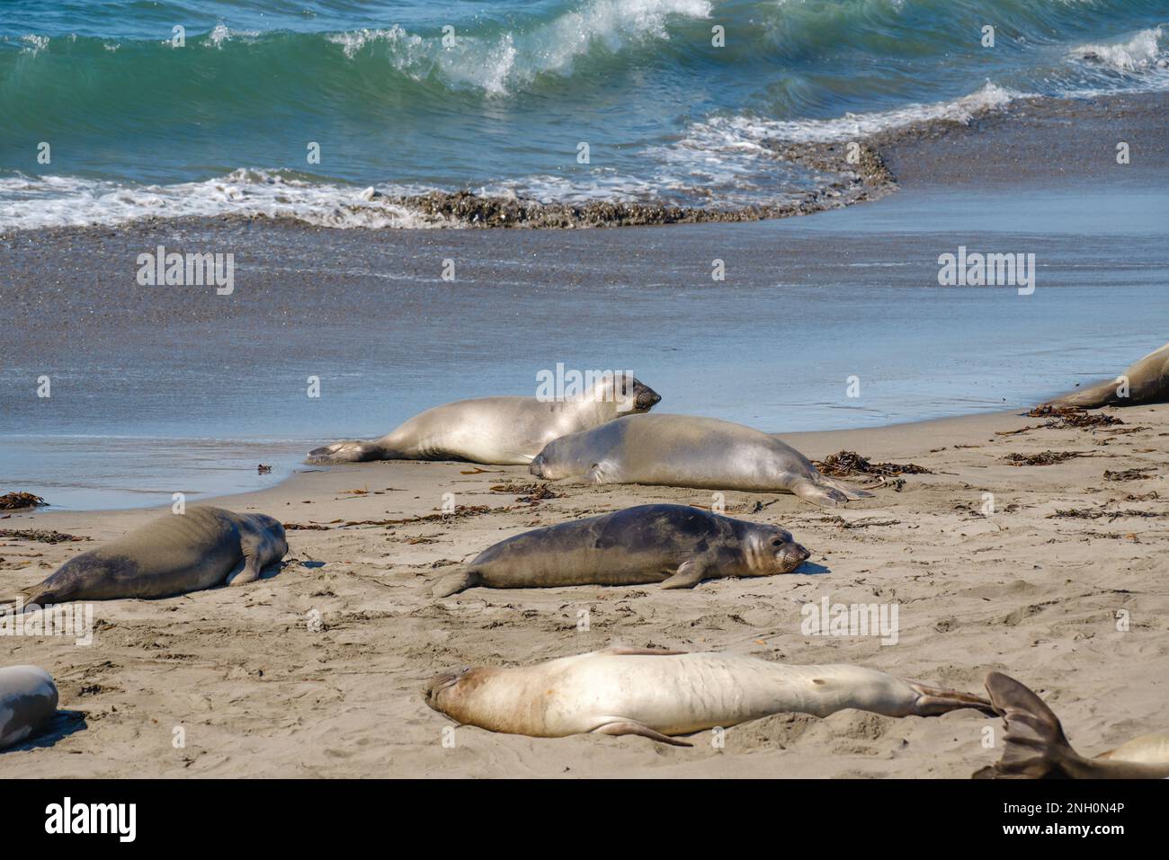 Colony of elephant seals on the beach, beautiful ocean waves background ...