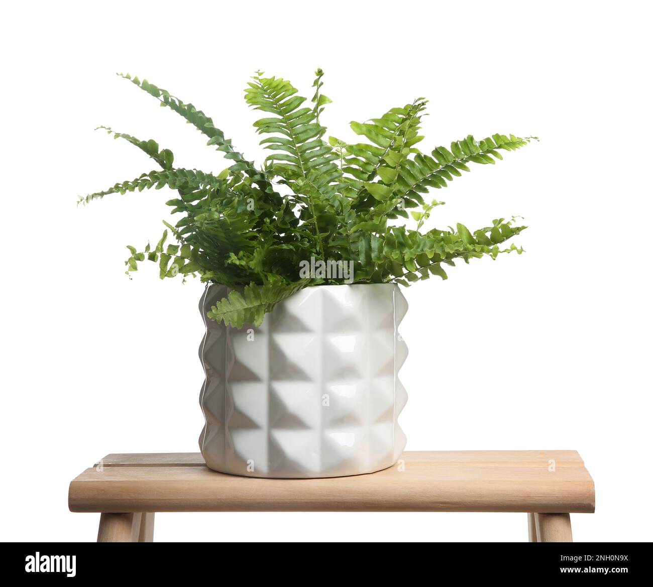 Boston fern pot hi-res stock photography and images - Alamy