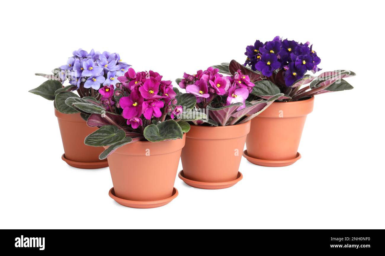 Beautiful potted violets on white background. Plants for house decor ...