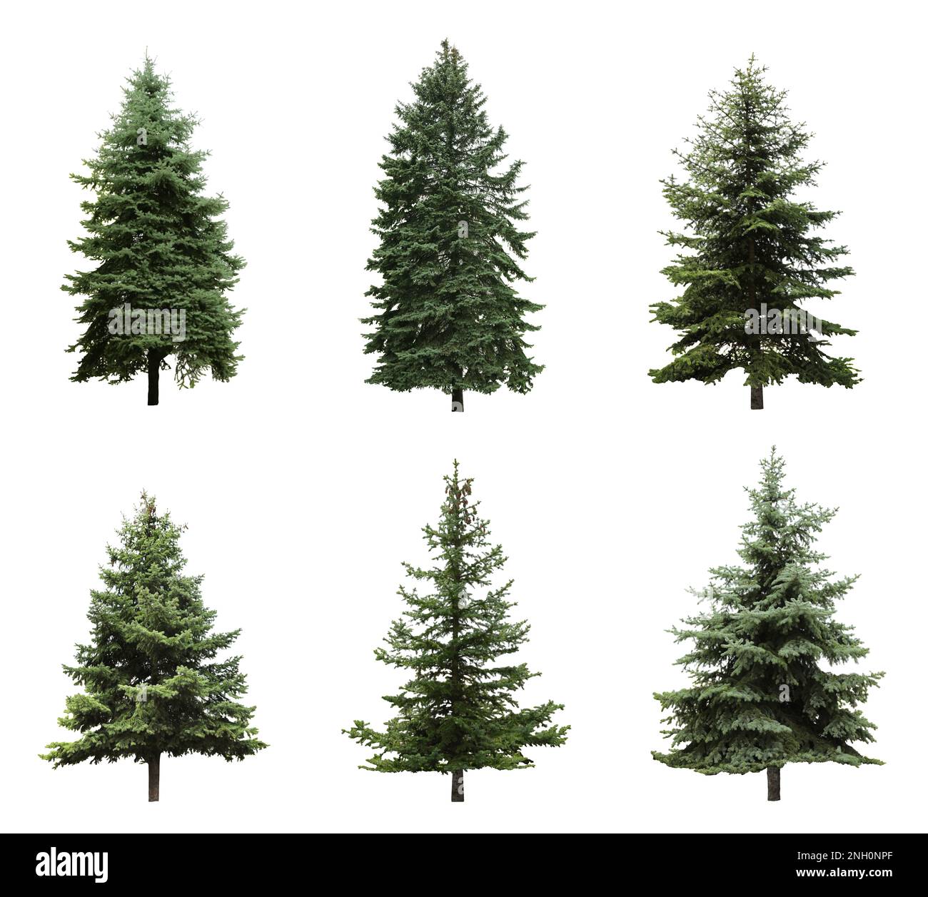 Beautiful evergreen fir trees on white background, collage Stock Photo ...