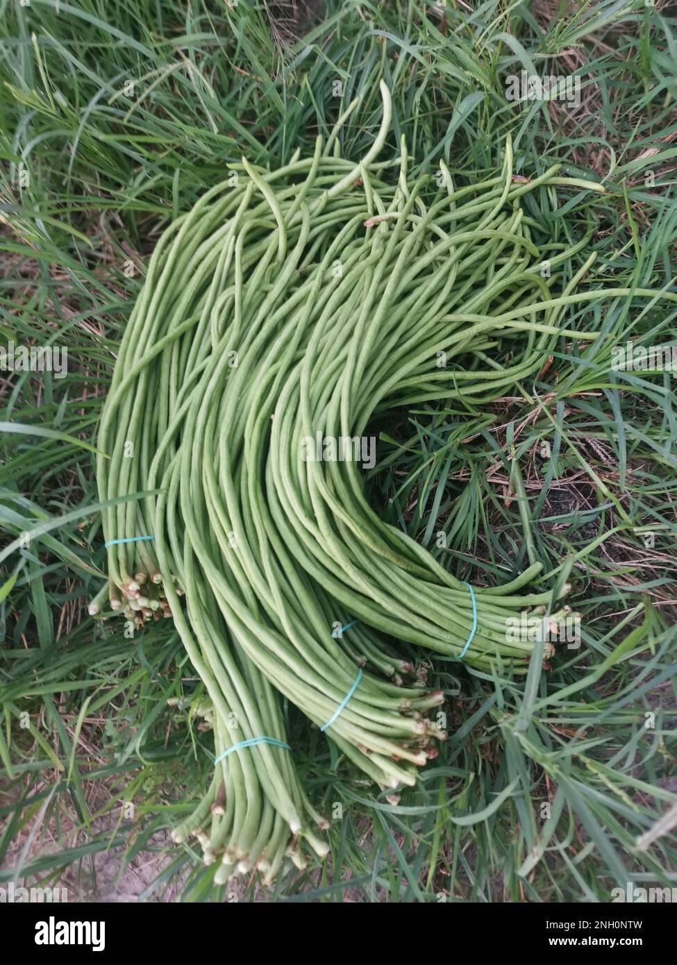 bundle of raw fresh green asparagus bean vegetable Stock Photo - Alamy