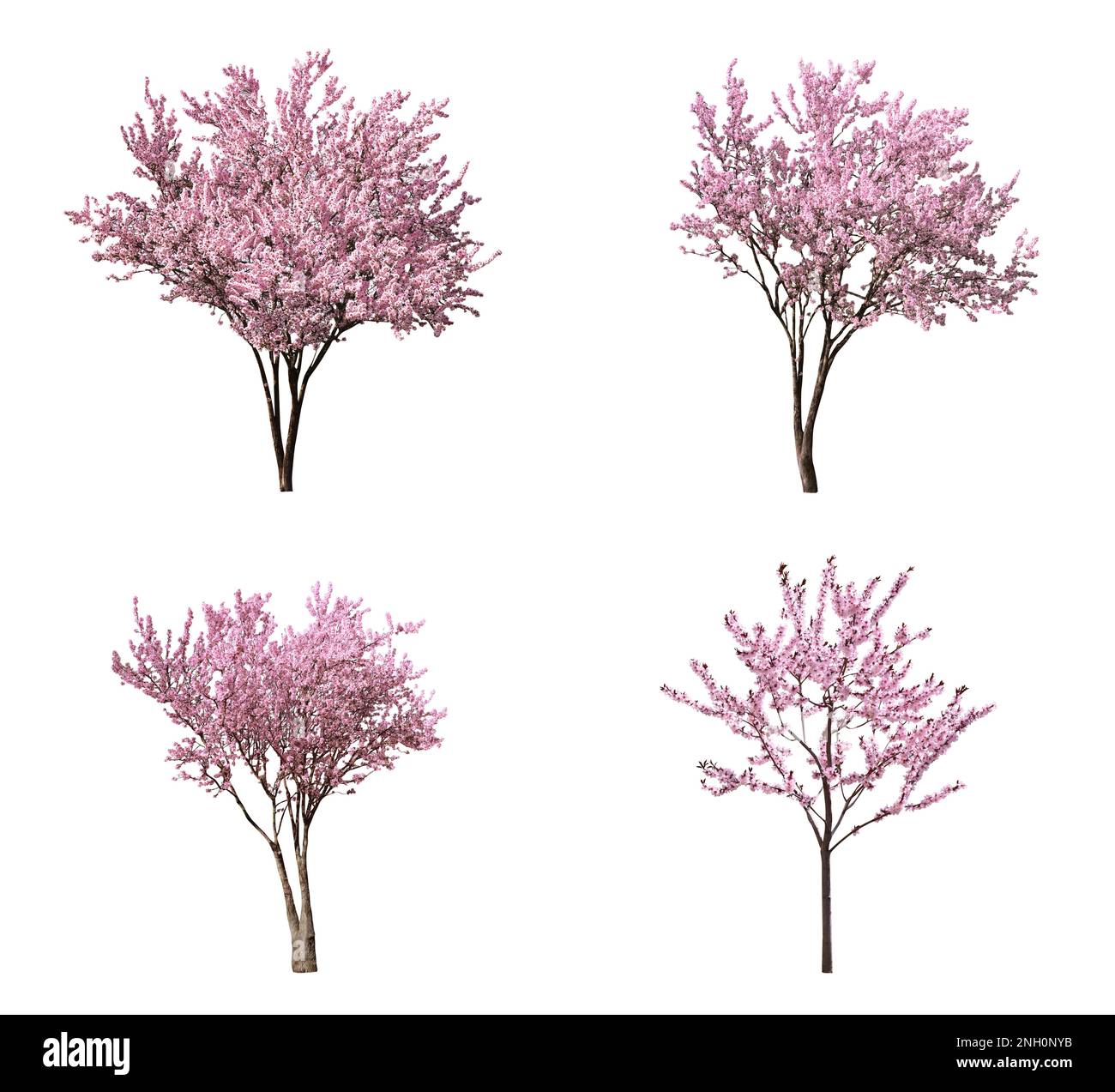 Sacura blooming trees beautiful Cut Out Stock Images & Pictures - Alamy