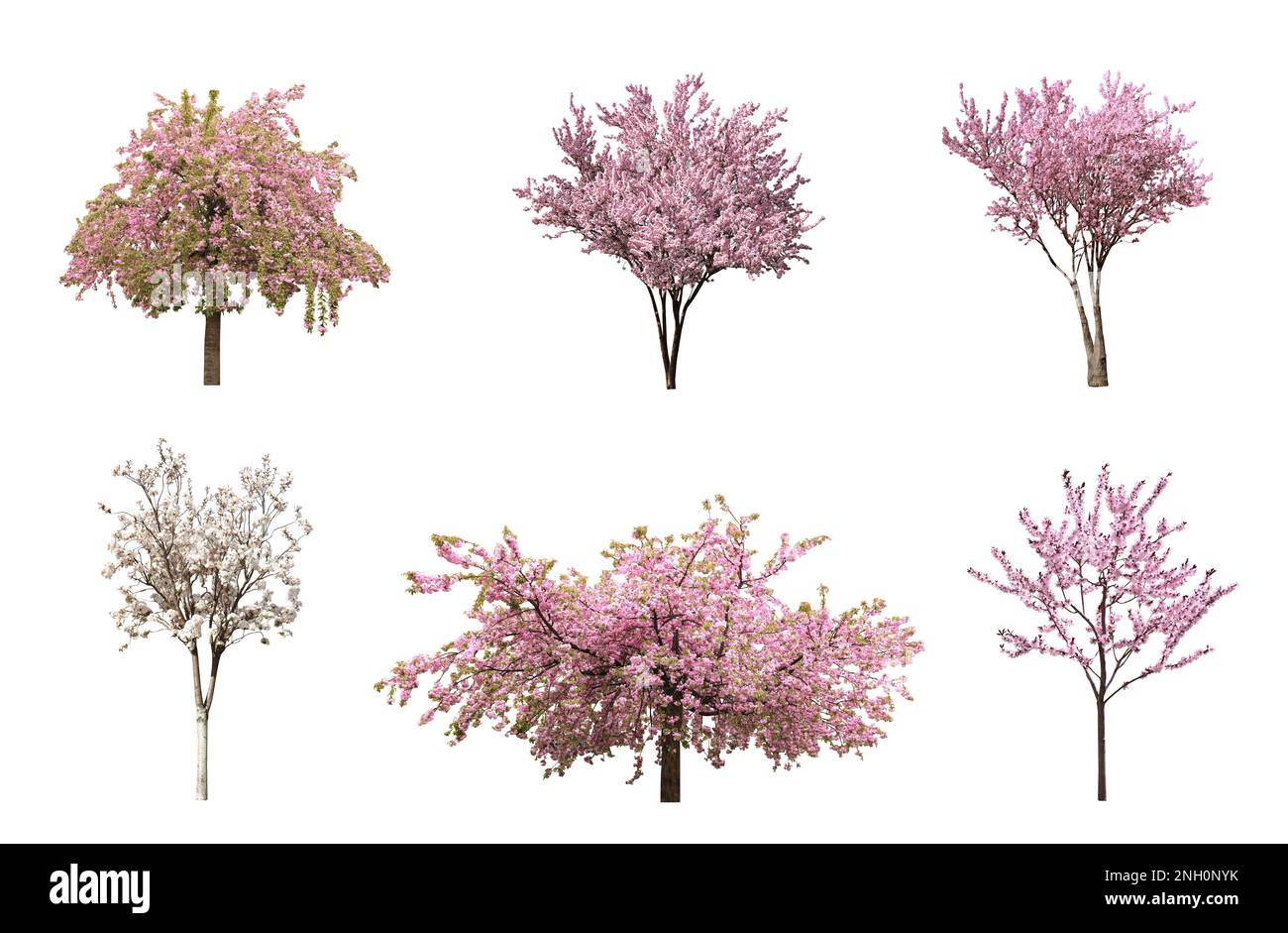 Sacura blooming trees beautiful Cut Out Stock Images & Pictures - Alamy