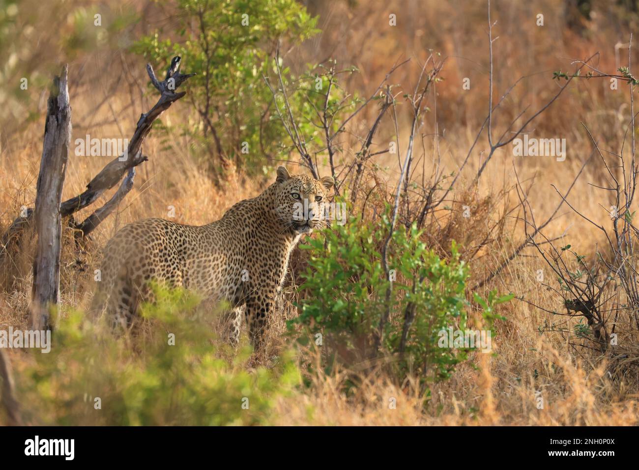 Leopard was originally given to the cat now called cheetah hi-res stock ...