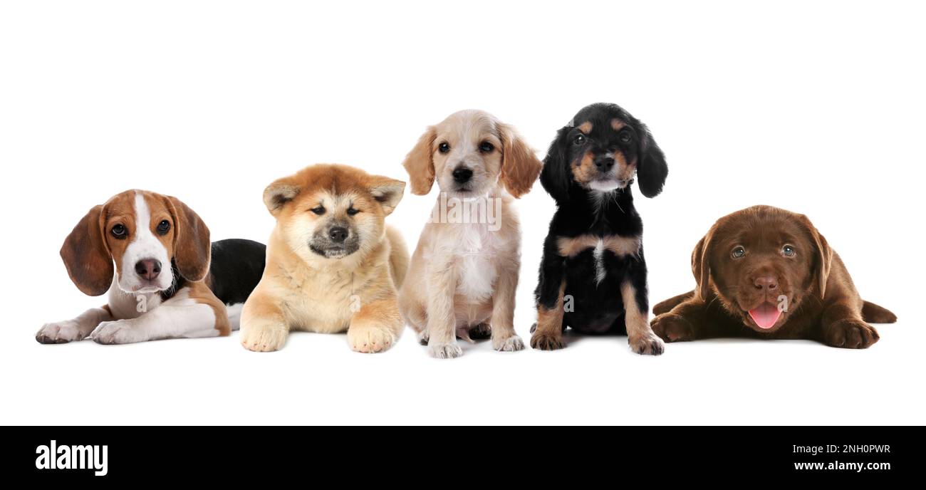 Group of adorable puppies on white background. Banner design Stock ...