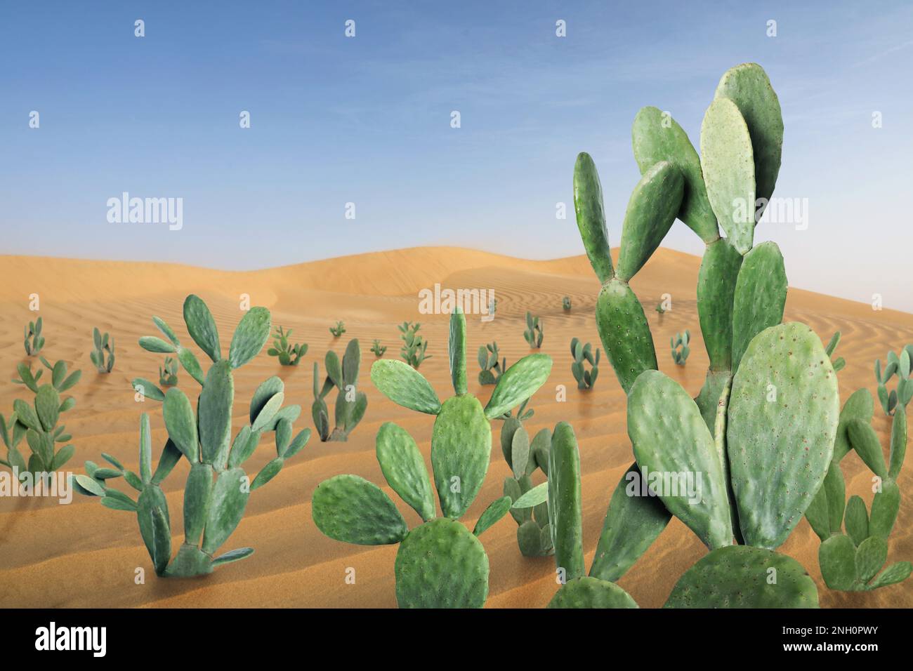 Beautiful rippled cactus hi-res stock photography and images - Alamy