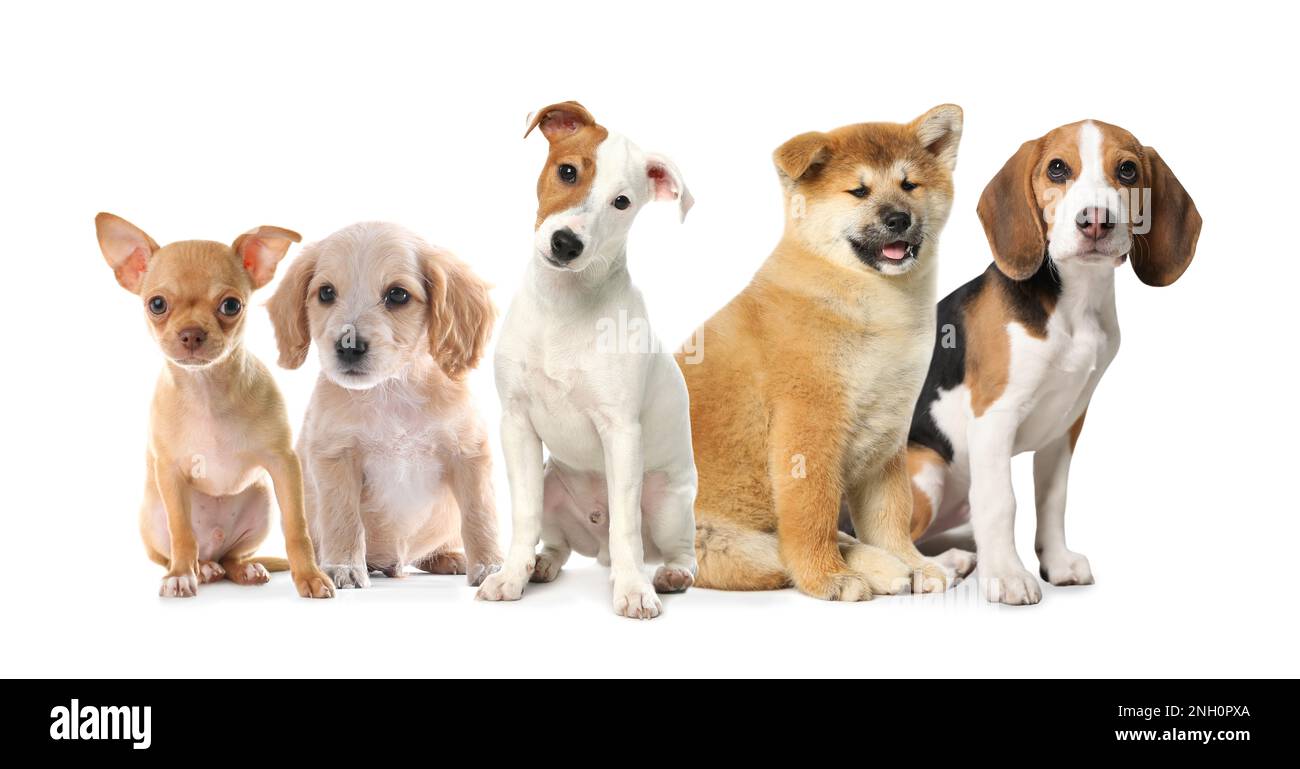 Group of adorable puppies on white background. Banner design Stock ...