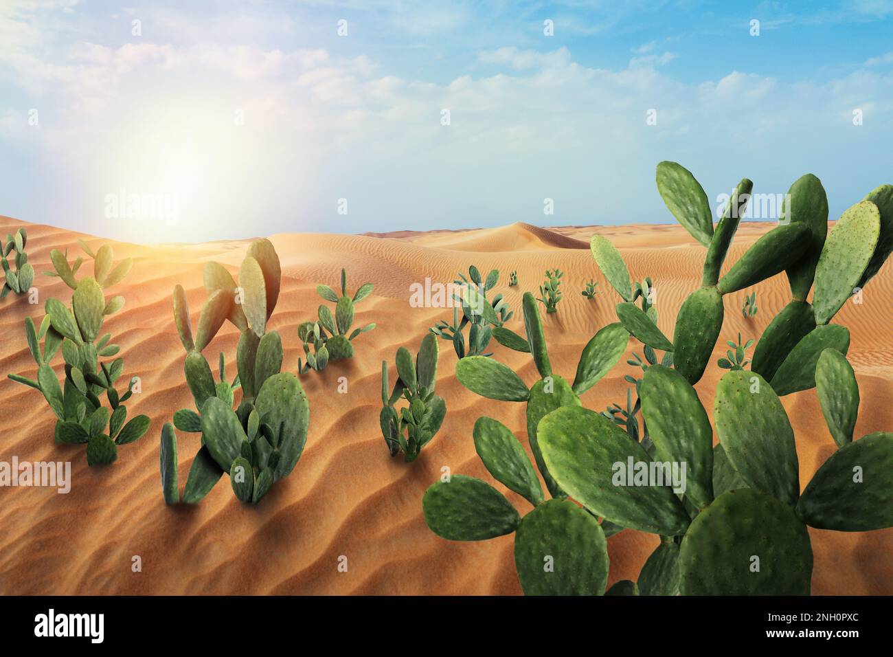 Beautiful rippled cactus hi-res stock photography and images - Alamy