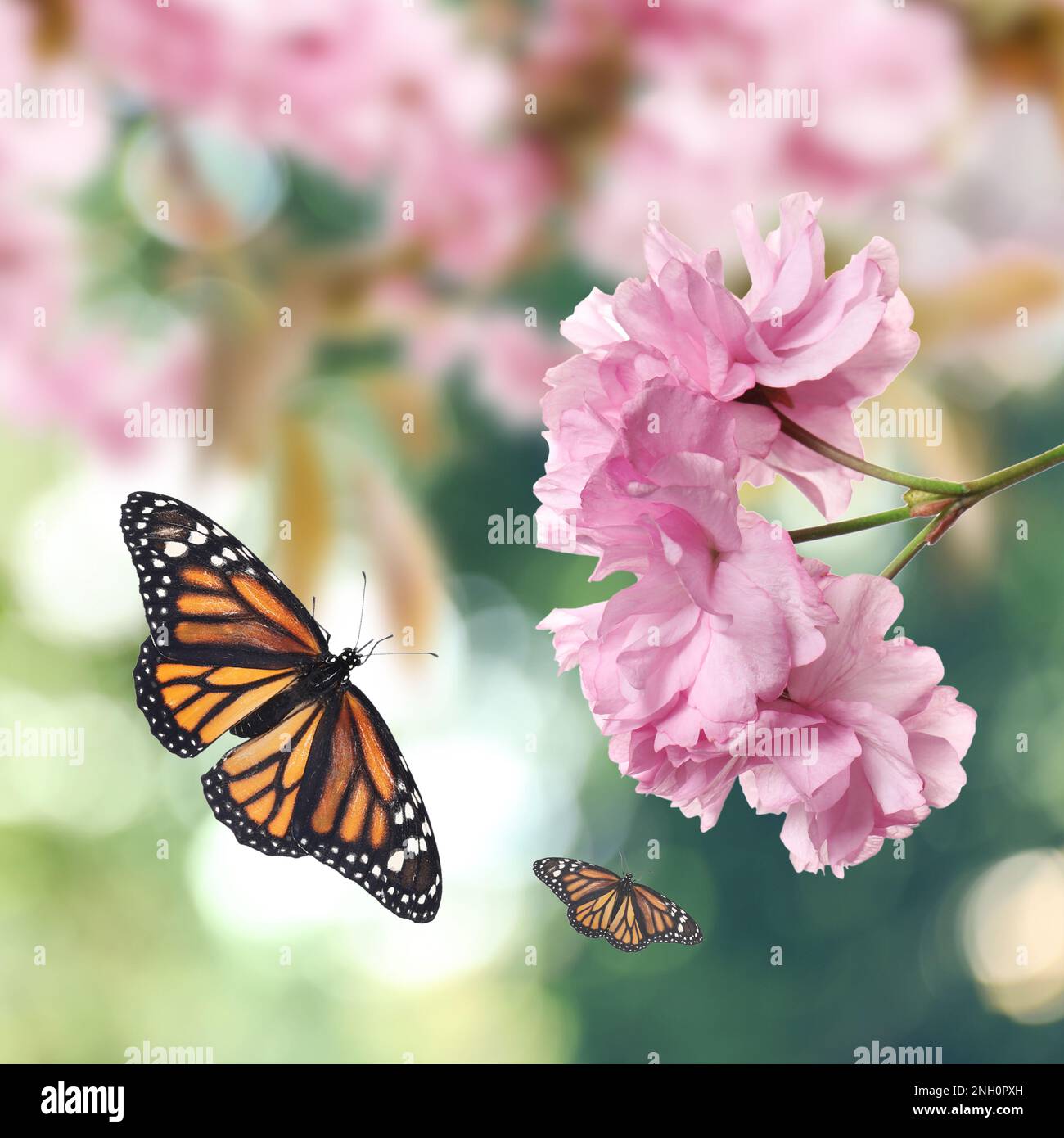 Beautiful pink sakura flowers and flying butterflies outdoors Stock ...