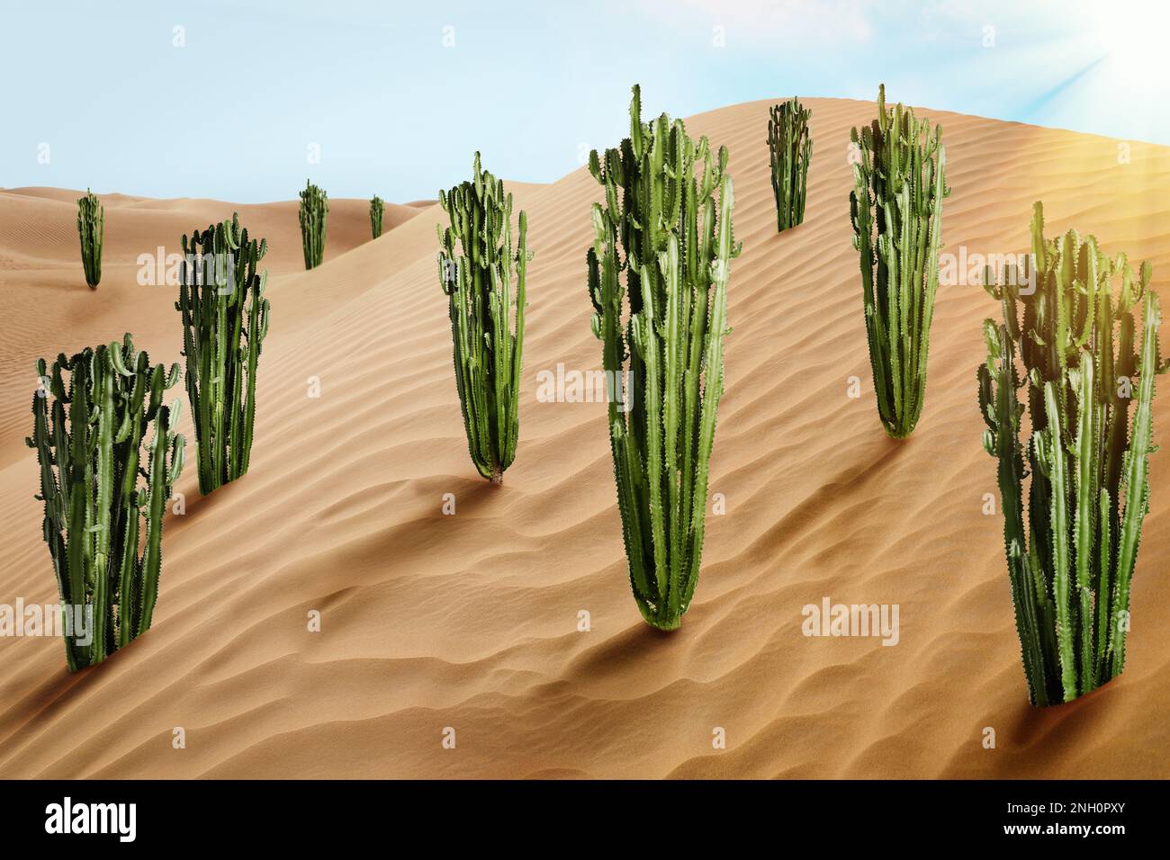 Beautiful rippled cactus hi-res stock photography and images - Alamy