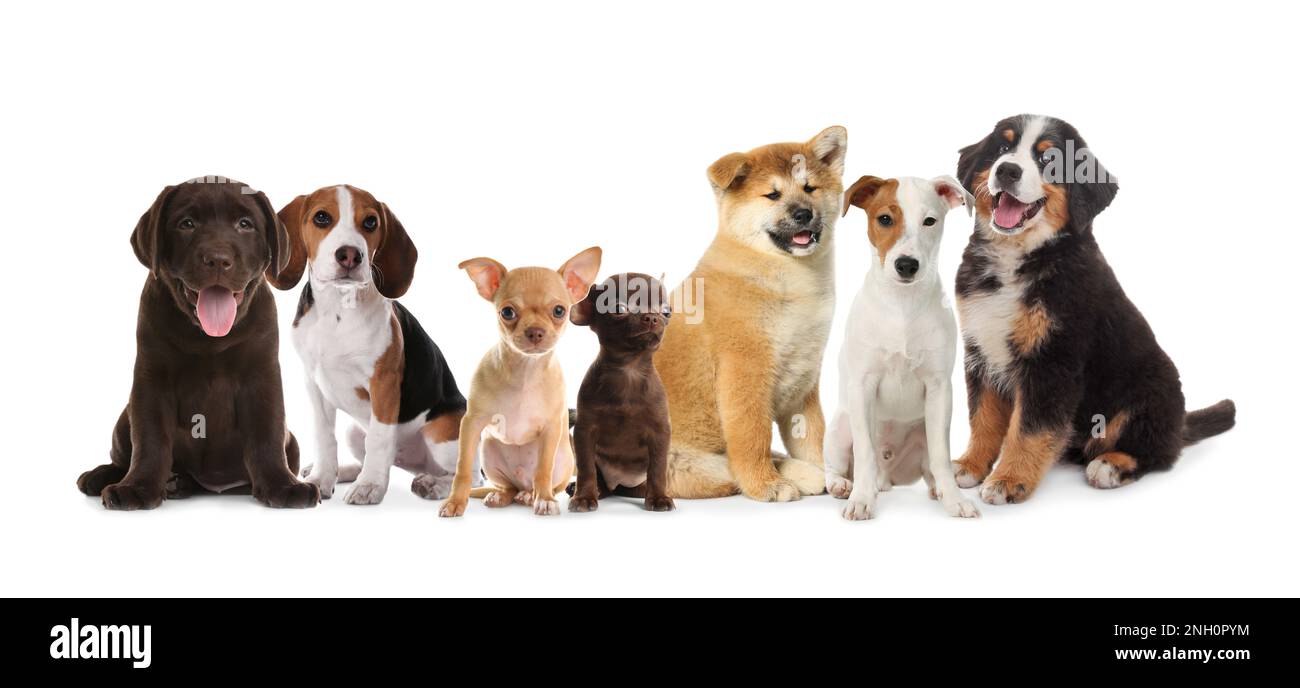 Group of adorable puppies on white background. Banner design Stock ...