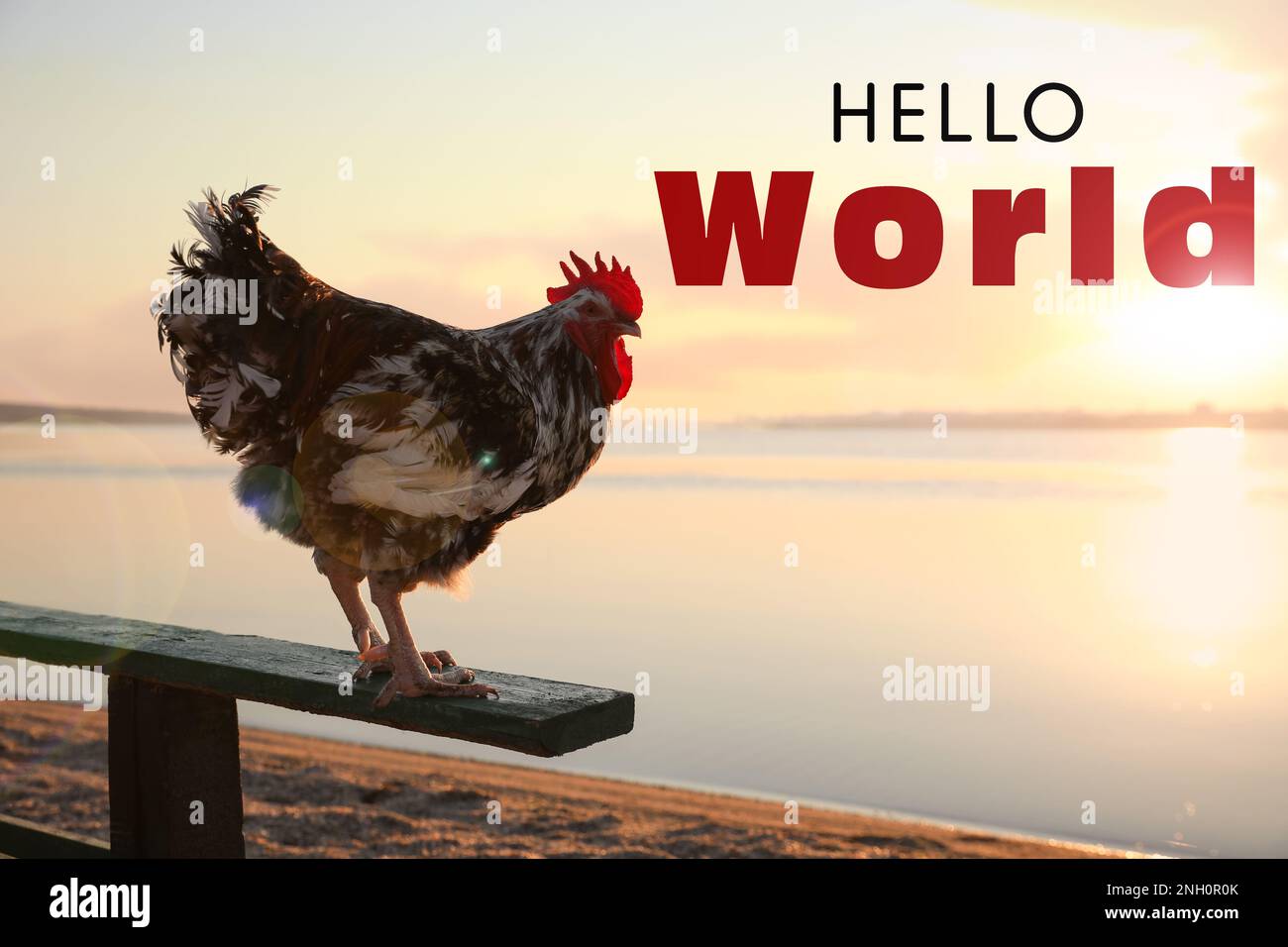 Hello World. Big domestic rooster on bench near river at sunrise Stock ...