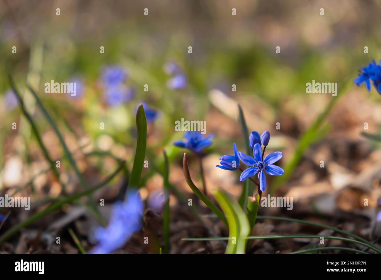 Blue snowdrops lat. Scilla close-up in the forest. The first spring ...