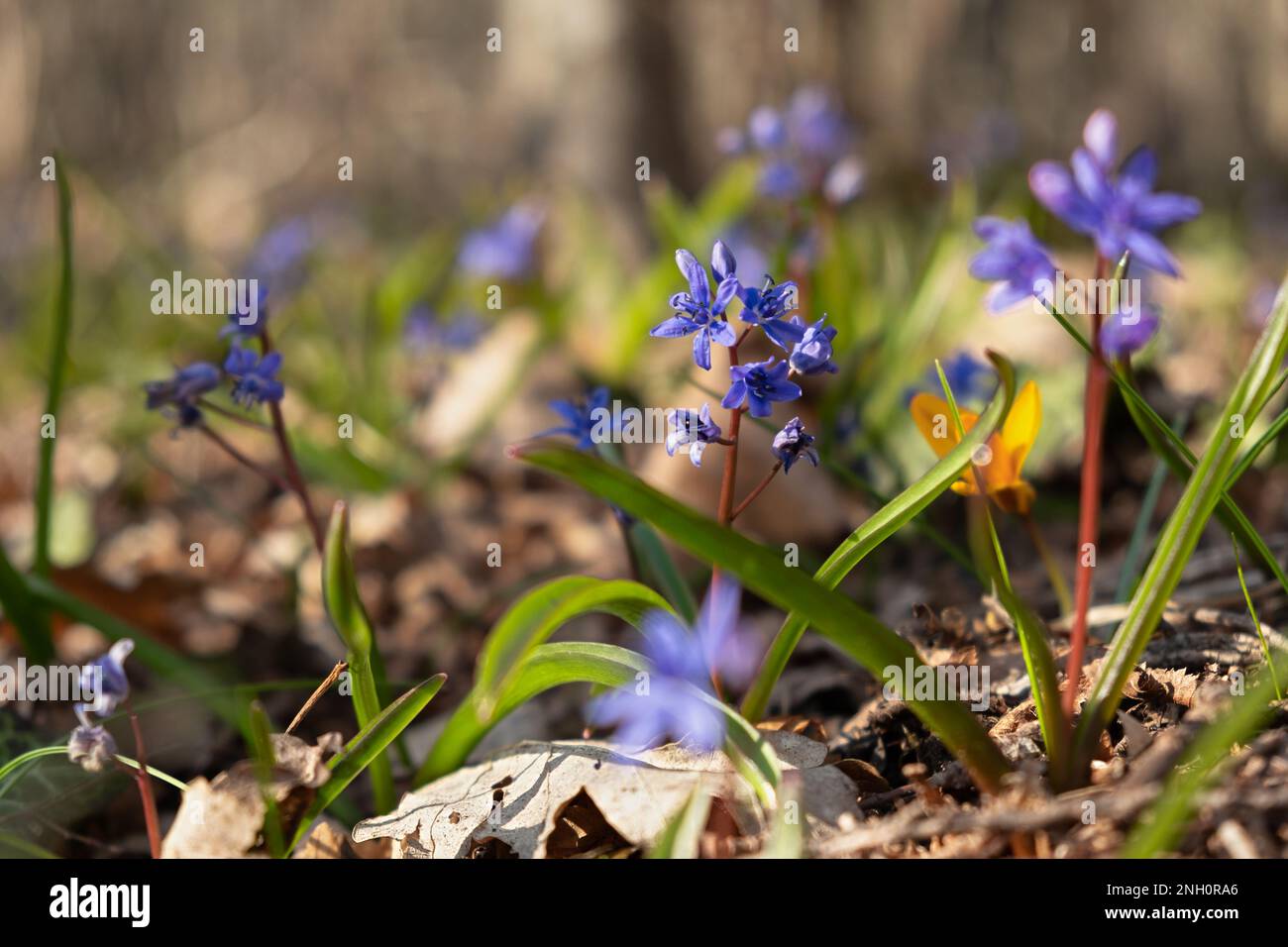 Blue snowdrops lat. Scilla close-up in the forest. The first spring ...
