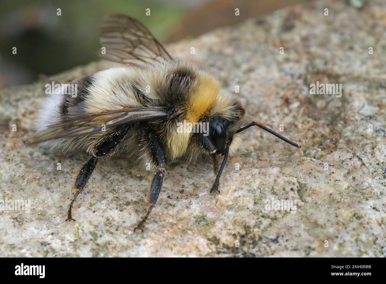 Closeup on a fluffy White tailed bumblebee, Bombus lucorum, sitting on ...