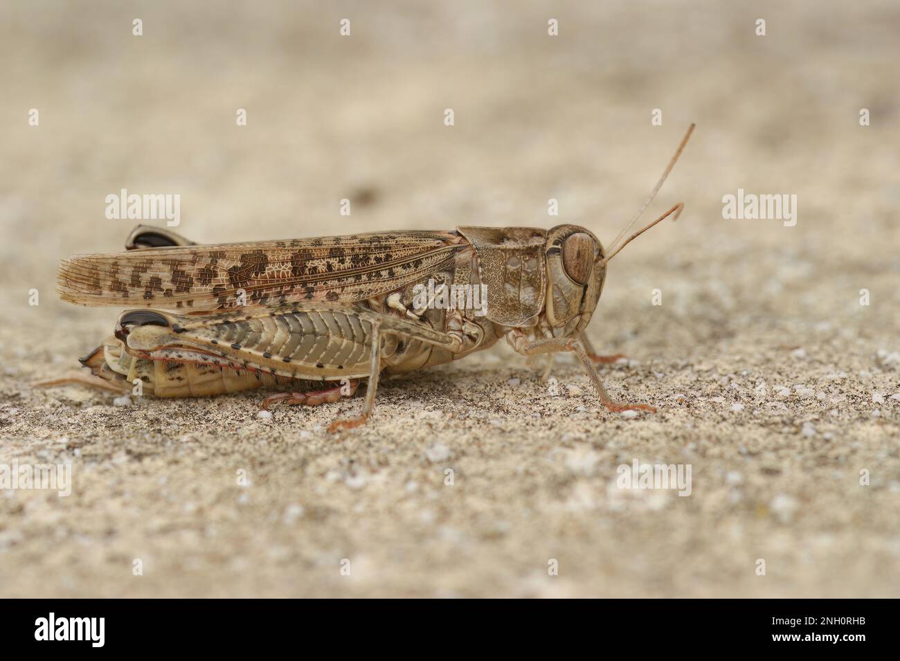 Closeup on short-horned Barbarian Grasshopper Calliptamus barbarus ...