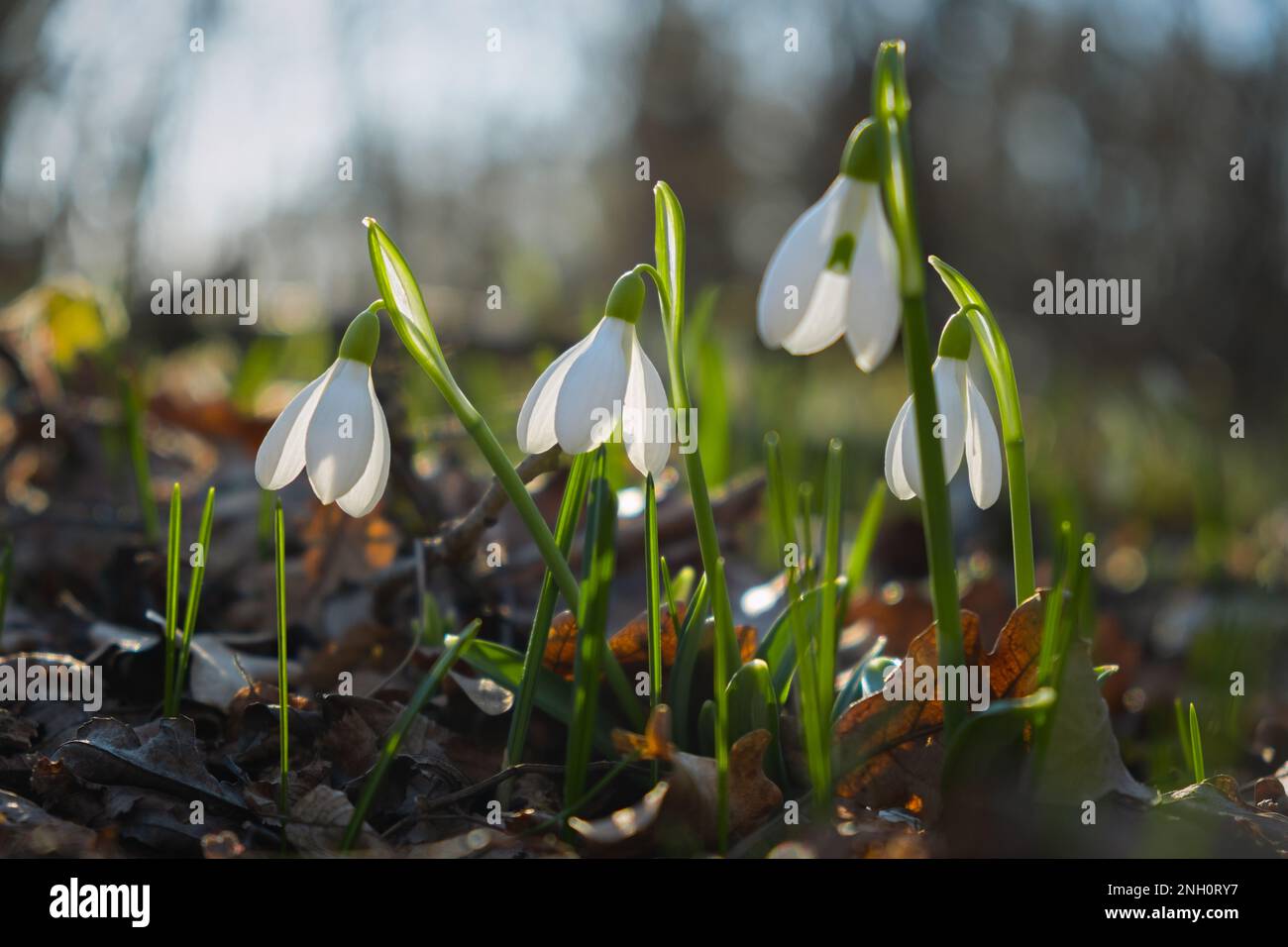 Snowdrop flowers close-up. Beautiful first flowers bloomed in spring ... Snowdrop flowers close-up. Beautiful first flowers bloomed in spring ...