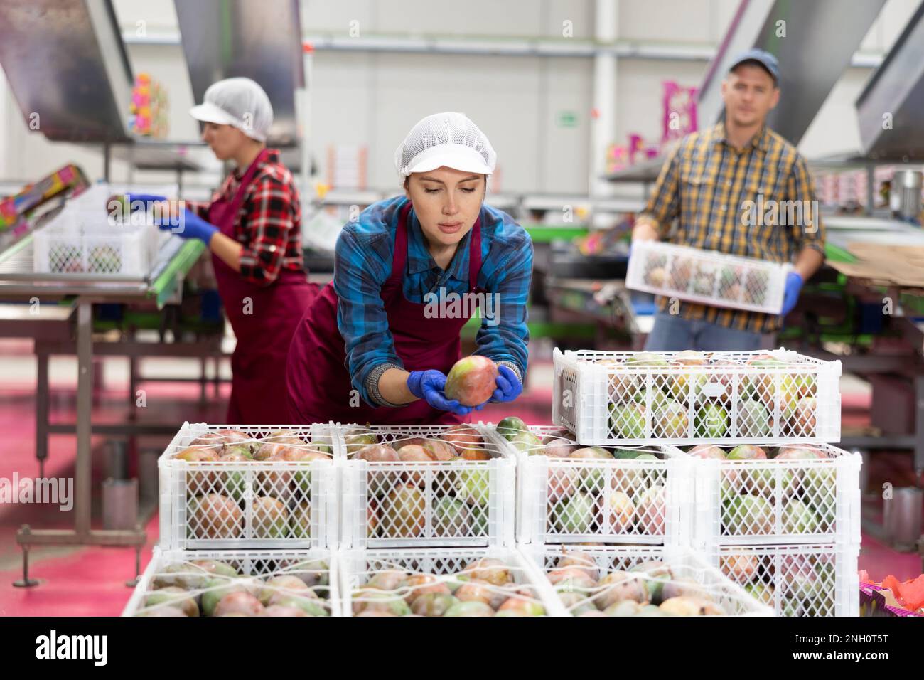 Female employee inspecting quality of mangoes in boxes at fruit factory ...