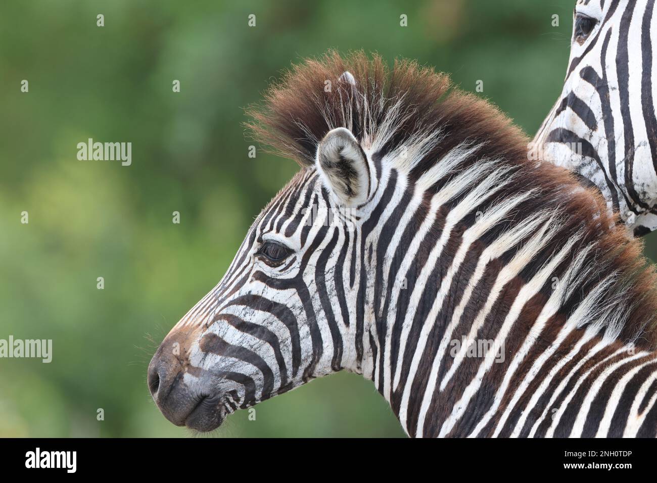 Zebra bums hi-res stock photography and images - Alamy