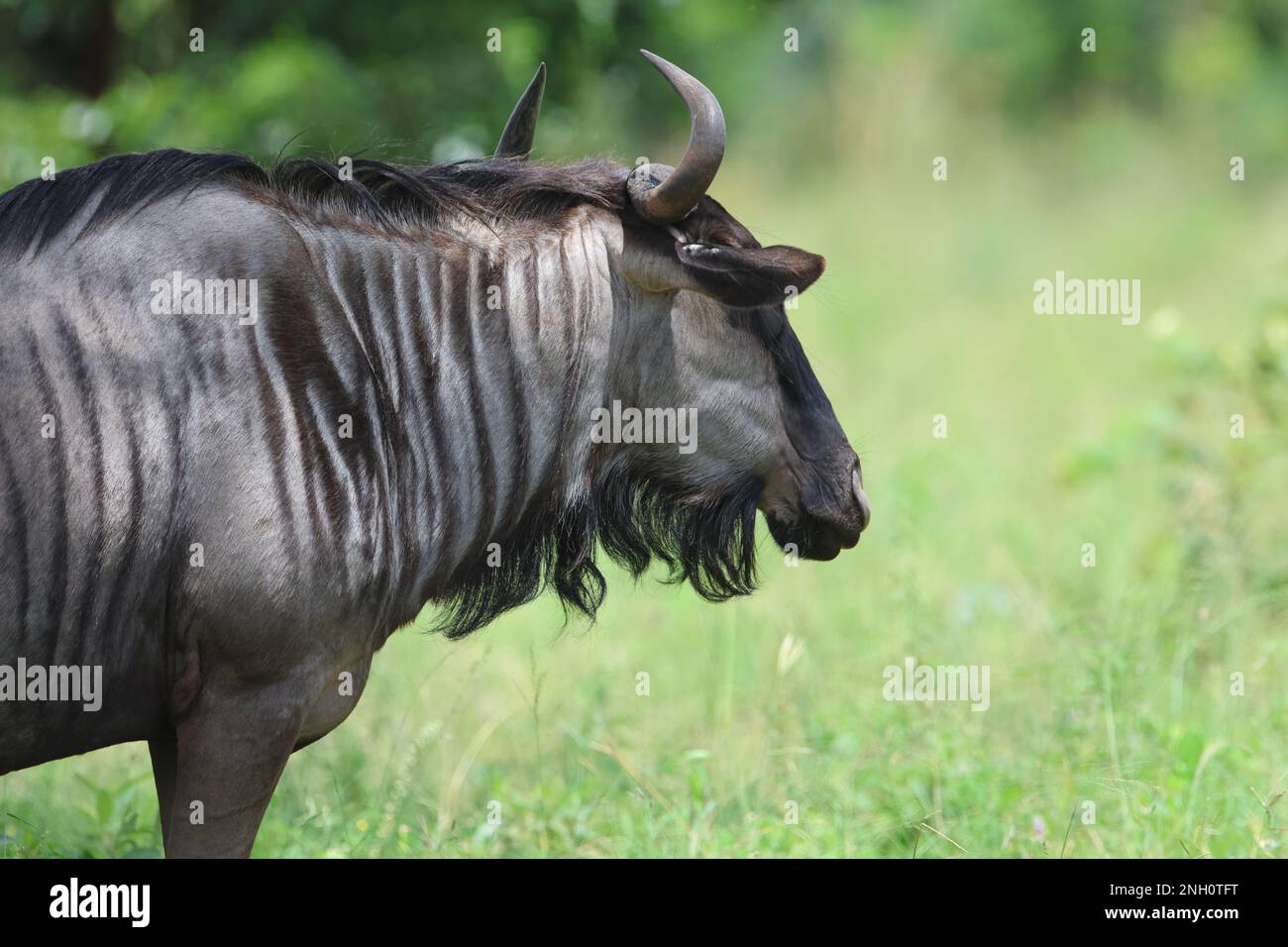 Wildebeest looking at predators hi-res stock photography and images - Alamy