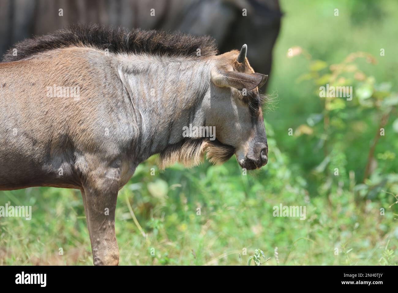 Wildebeest predators hi-res stock photography and images - Alamy