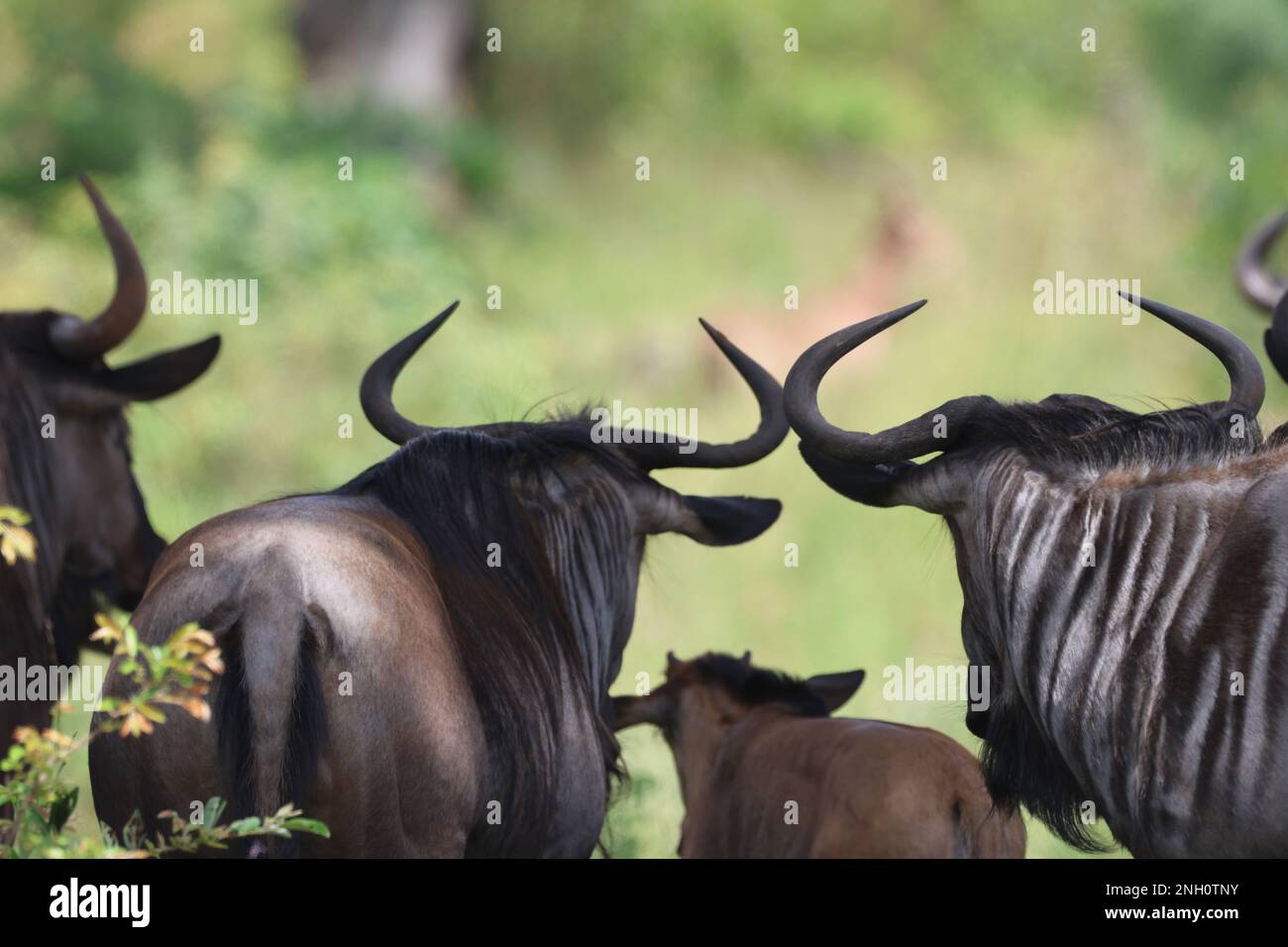 Wildebeest predators hi-res stock photography and images - Alamy